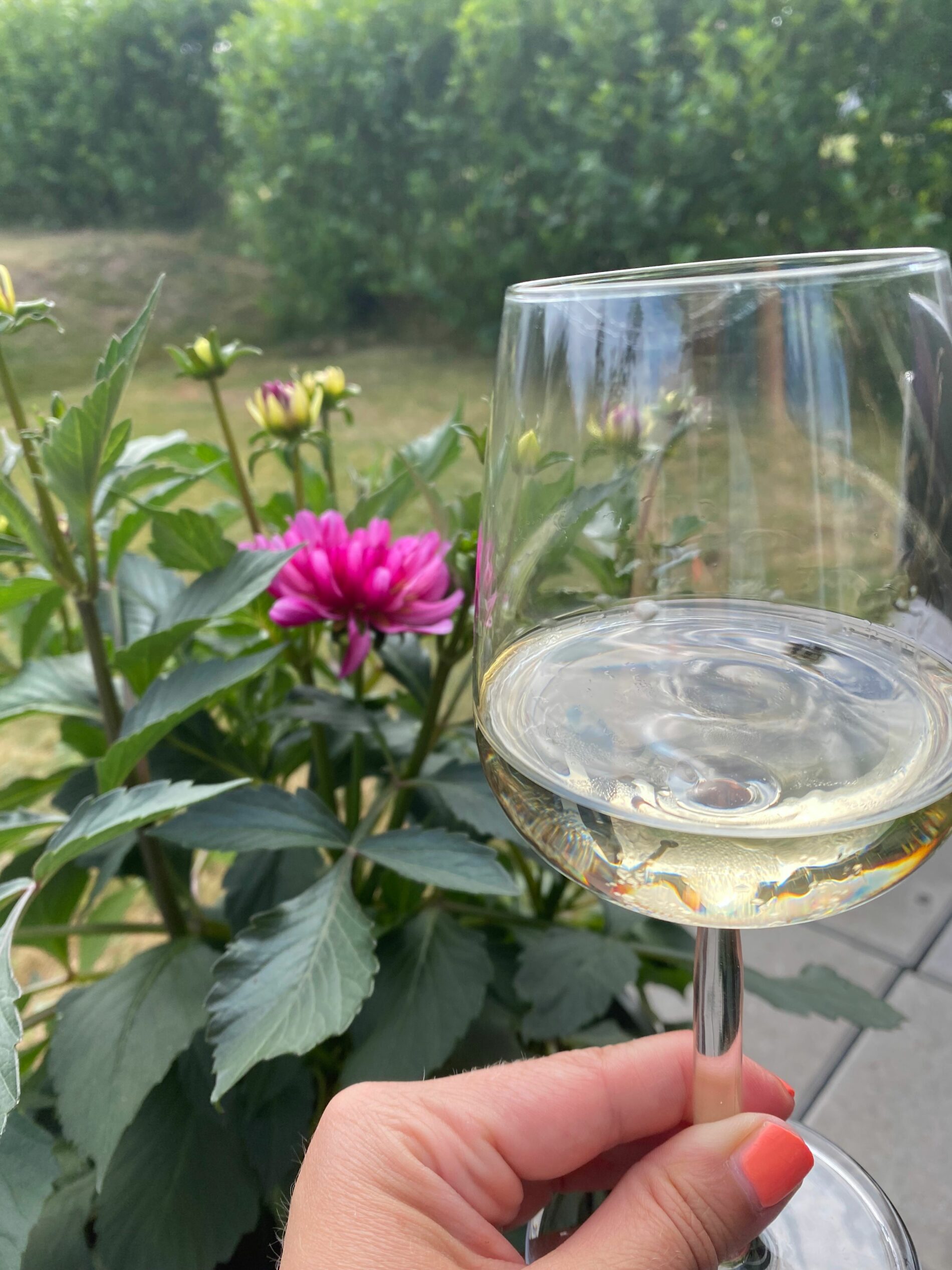 Il Barone Vino Blanco – sopiva tonkkaviini kesäjuhliin – https://www ...